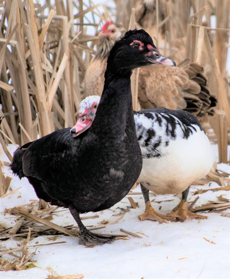 When Waterfowl Molt - Backyard Poultry